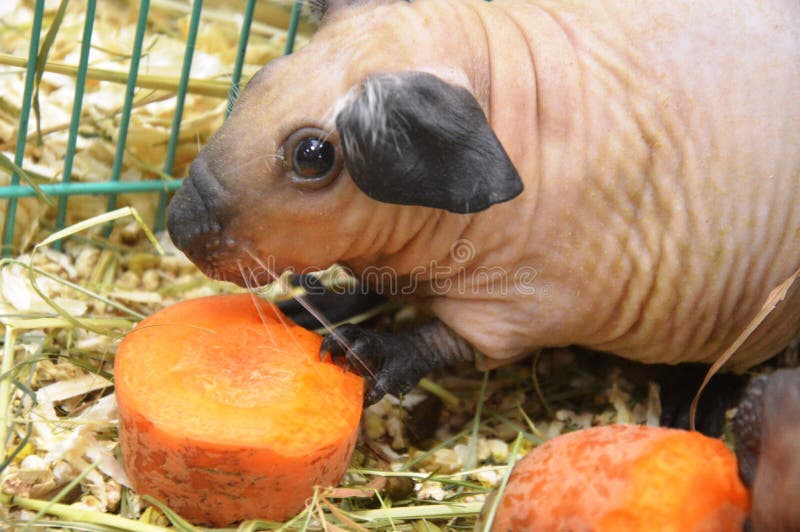Guinea pig stock image. Image of sitting, smile, curiosity - 255158293
