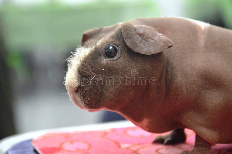 Guinea pig stock photo. Image of beautiful, friendship - 255159204