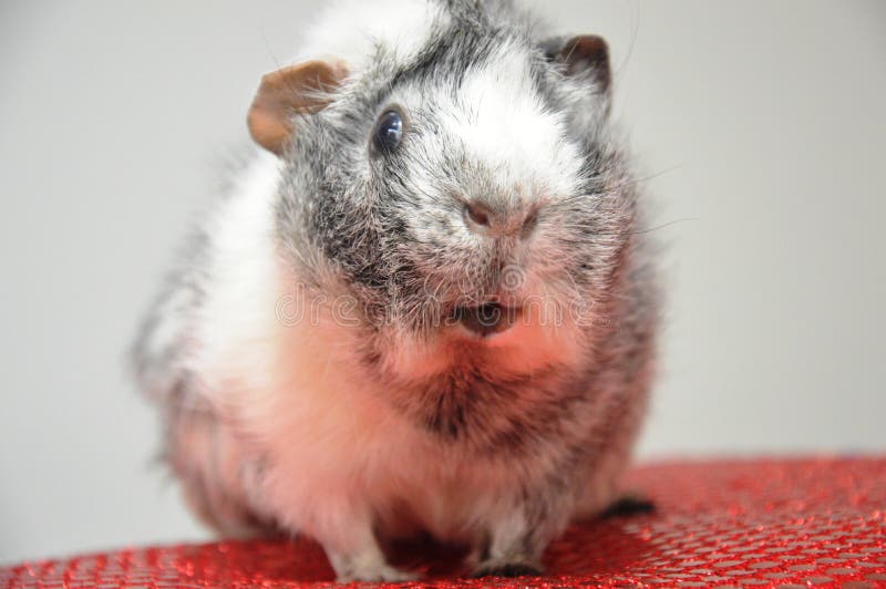 Guinea pig stock image. Image of lawn, young, cavia - 255159407