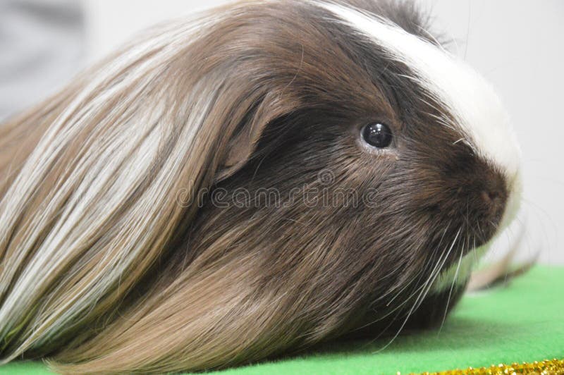 Guinea pig stock image. Image of lawn, horizontal, beautiful - 255159469