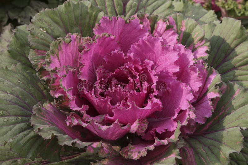 Decorative Fall Kale Cabbage Stock Photo - Image of nature, decorative ...