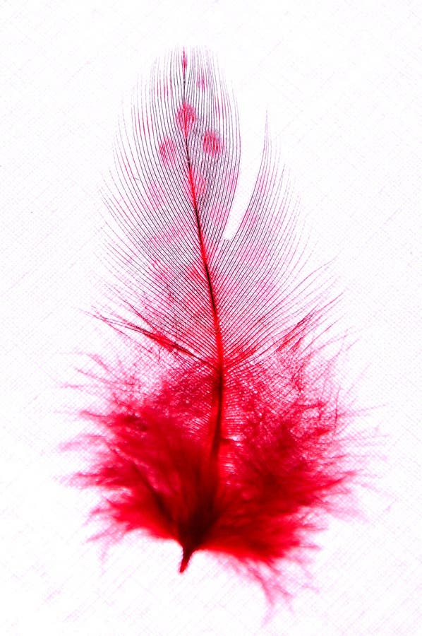 Decorative Feather with Round Print. Stock Photo - Image of fabric ...