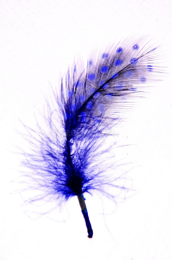 Decorative Feather with Round Print. Stock Image - Image of aquamarine ...