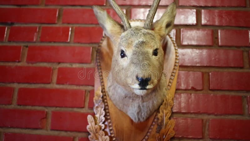 Decorative Feature - Stuffed Deer Head on Red Stock Video - Video of ...
