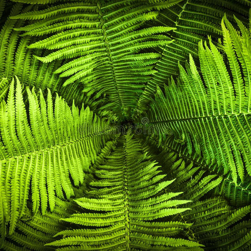 Decorative fern garden stock photo. Image of flora, macro - 265656984