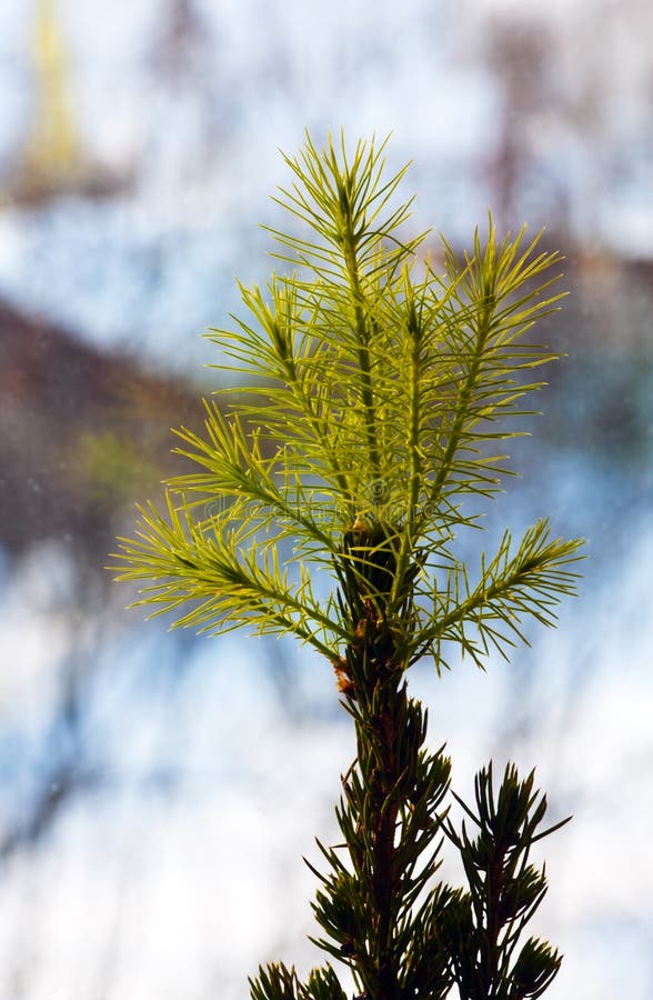 Decorative fir-tree stock photo. Image of flower, firtree - 29574986