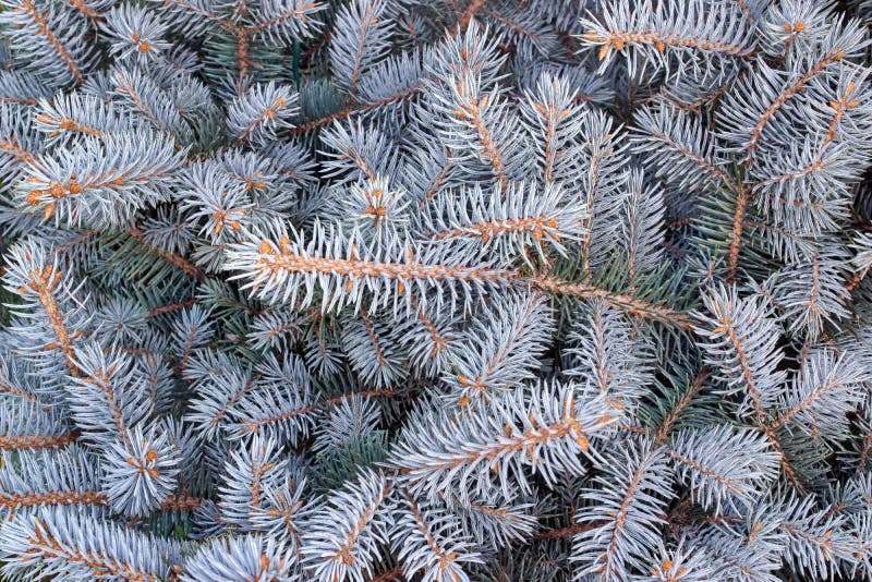 Decorative Fir Tree with Silver Branches Stock Image - Image of needles ...