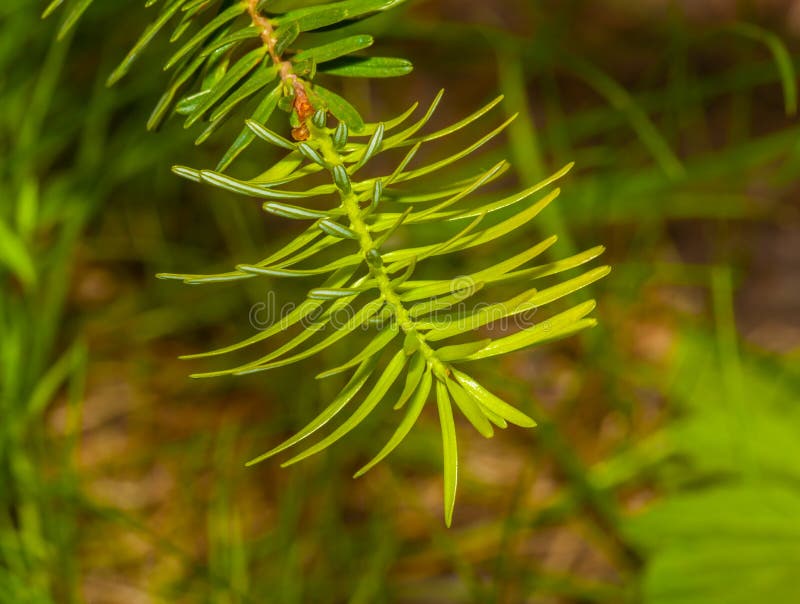 Decorative fir-tree stock image. Image of growth, intricacy - 85076655