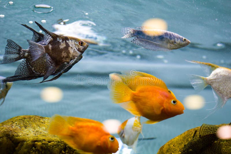 Decorative Fish in the Aquarium. Angelfish and Goldfish. Stock Image ...