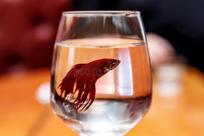 Decorative Fish in a Wine Glass. Stock Photo - Image of pastel ...