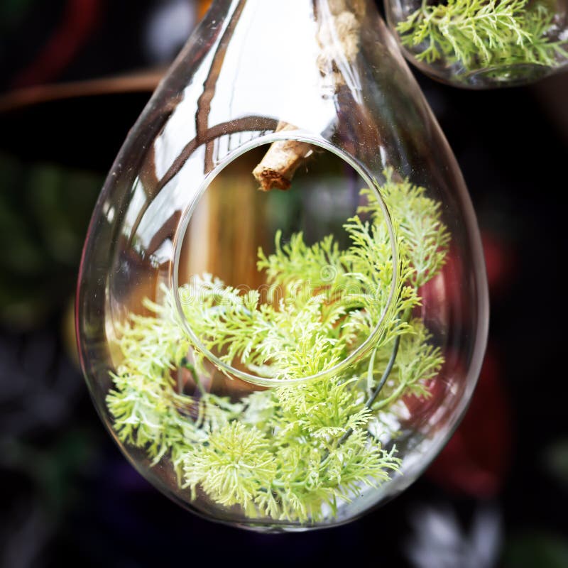 Decorative Flask with a Plant. Transparent Bulb with a Plant. Creative ...