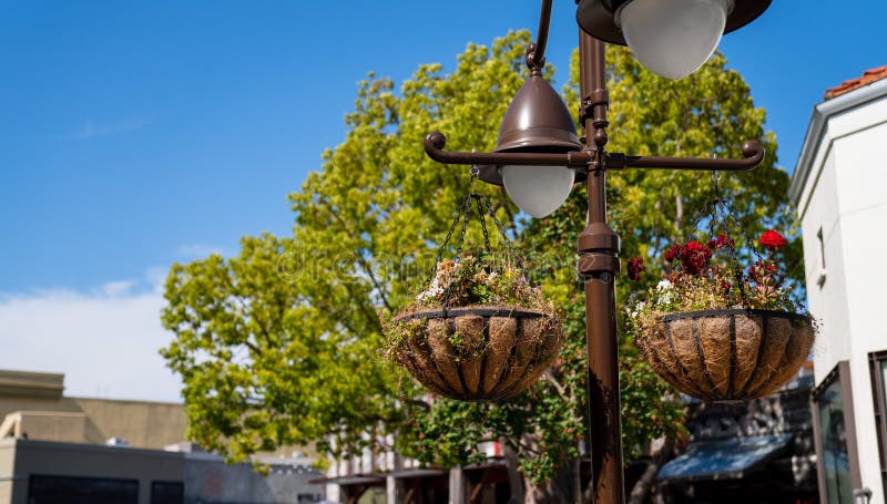 Decorative Flower Baskets Hung on Light Post Outside in Shopping Plaza ...