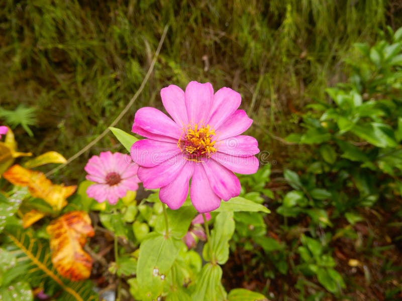 Decorative Flower stock image. Image of flower, abstract - 86935587