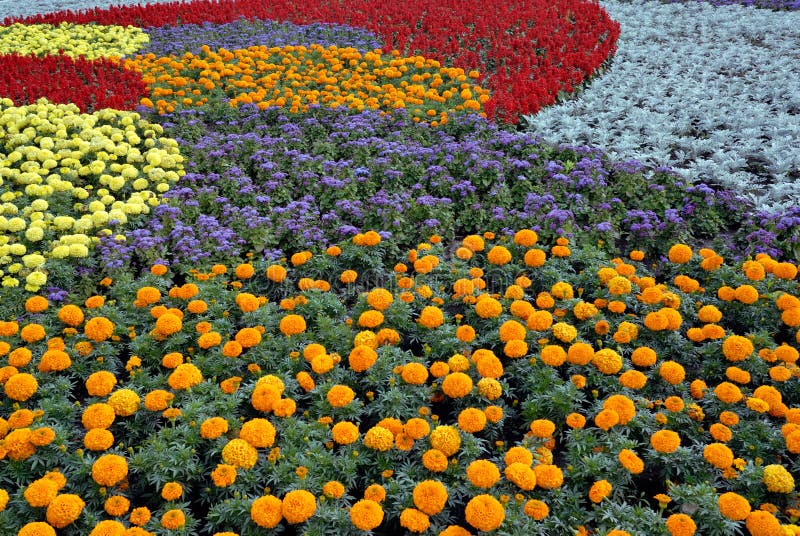 Ranunculus Flower Field, San Diego, CA Stock Image - Image of ...