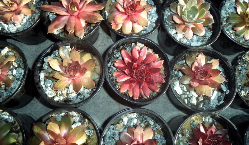 Decorative Flower of a Young Stone Rose. Stock Photo - Image of bright ...