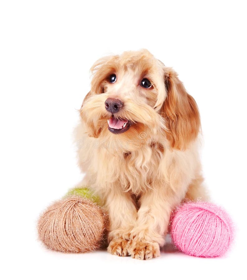 Decorative Fluffy Dog and Woolen Balls Stock Image - Image of ...