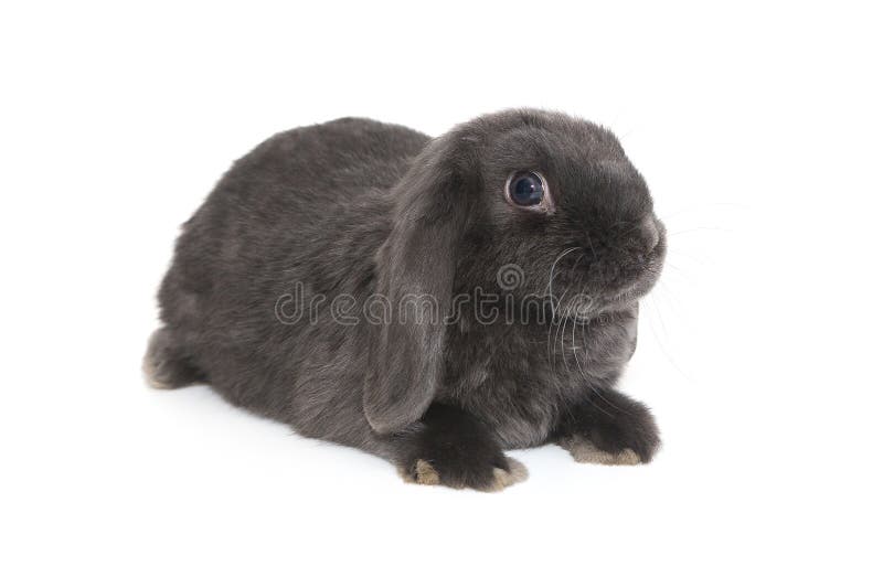 Decorative Fold Rabbit in Grey Color Stock Image - Image of mammal ...