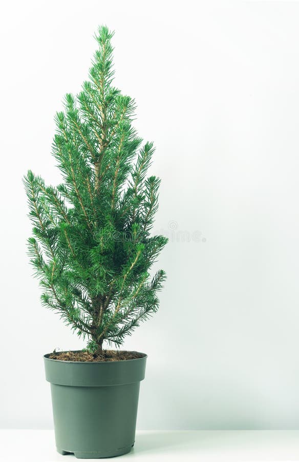 Canadian Conica Fir Tree stock image. Image of pine - 205085955