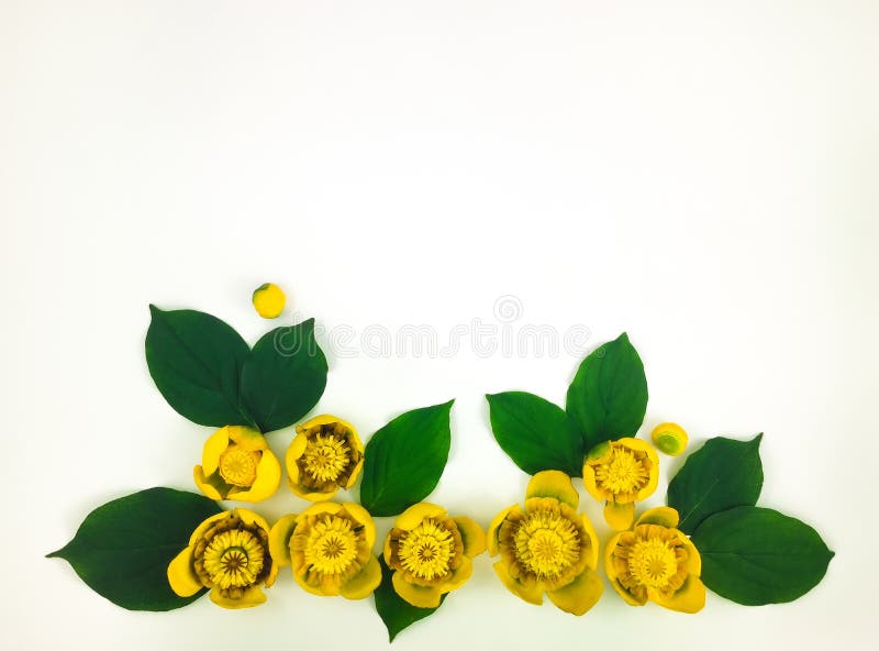 Decorative Frame with Bright Yellow Water Lilies on White Background ...