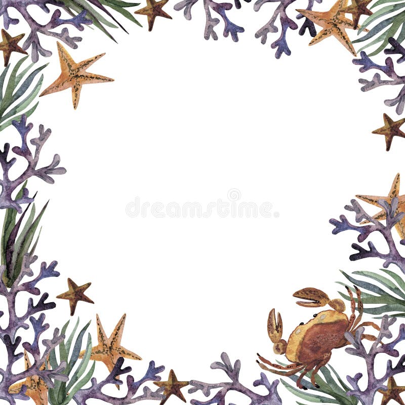 Decorative Frame Crab, Shells, Mollusks, Algae, Starfish, Corals ...