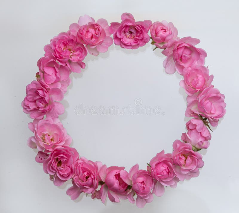 Decorative Frame with Pink Bright Roses on White Background. Stock ...