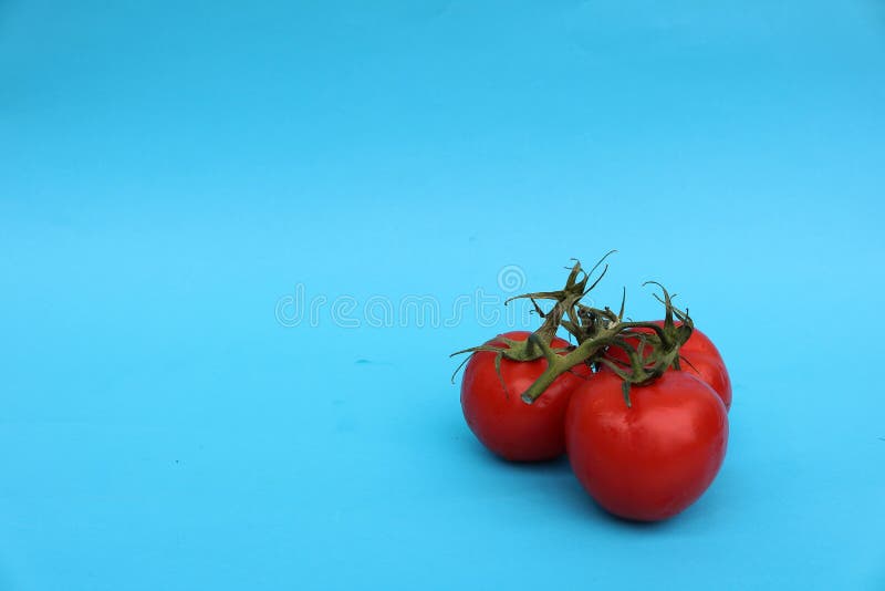 Tomatoes Isolated Behind a Blue Background Stock Image - Image of ...