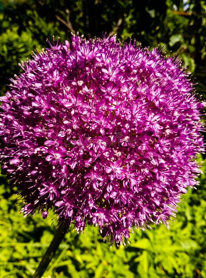 Decorative garlic garlend stock photo. Image of garlic - 16746172