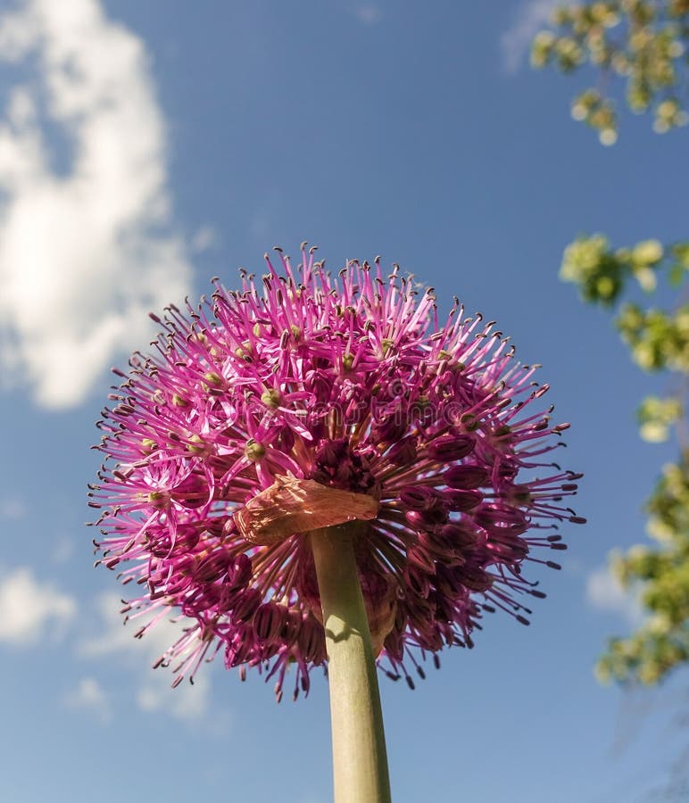 Decorative Garlic Flowers Against The Sky Closeup Stock Image - Image ...