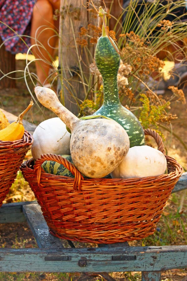 Decorative gourd stock image. Image of nature, decoration - 21232903