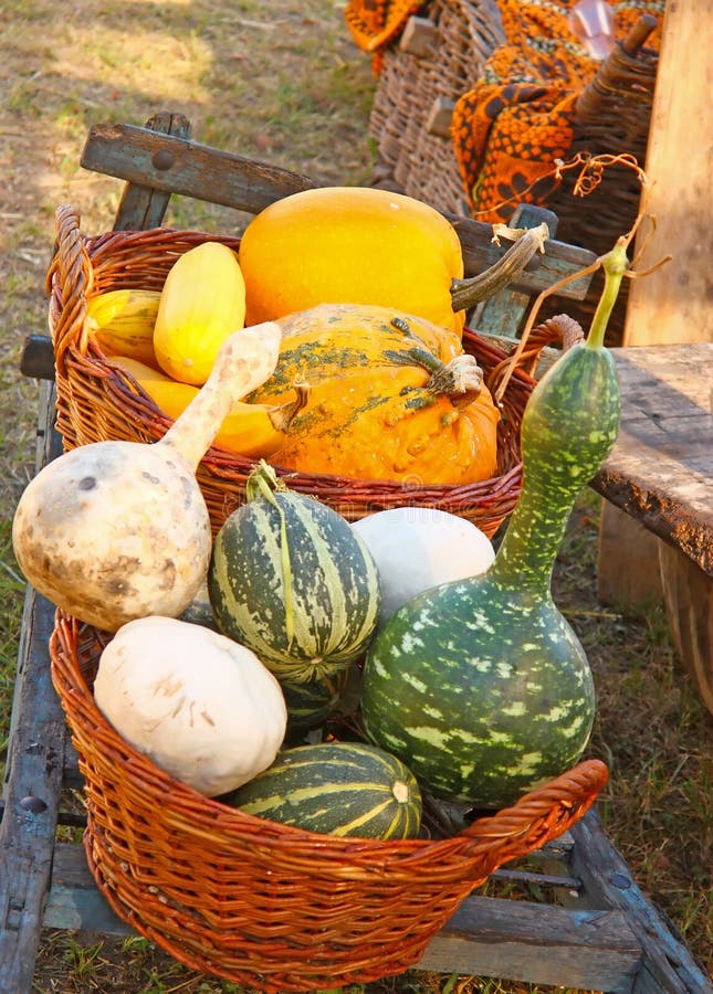 Decorative gourd stock photo. Image of natural, white - 21262744