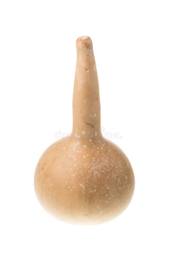 Decorative Gourd stock image. Image of isolated, stem - 6692335