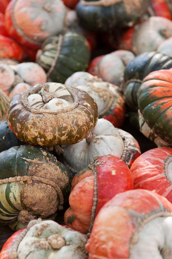 Decorative Gourds stock photo. Image of gourd, decoration - 21416508