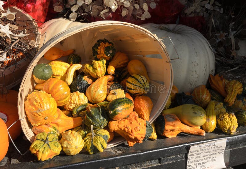 Decorative gourds stock photo. Image of vegetable, agriculture - 32960136