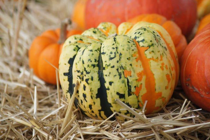 Decorative Gourds stock image. Image of colorful, decorate - 59951381