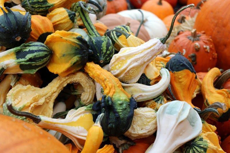 Decorative Gourds stock image. Image of yellow, collection - 61034895