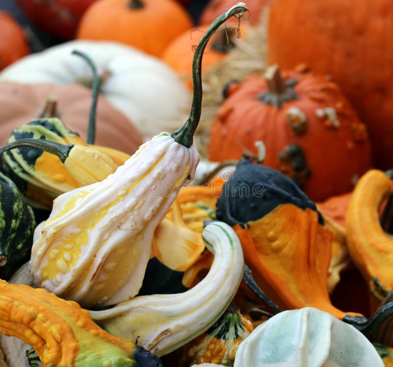 Decorative Gourds stock image. Image of gourds, ornamental - 61040447