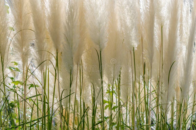 Decorative Grass Background Stock Photo - Image of grass, decoration ...