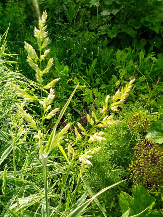 Decorative Grass Ears in a Shady Park Stock Photo - Image of branch ...