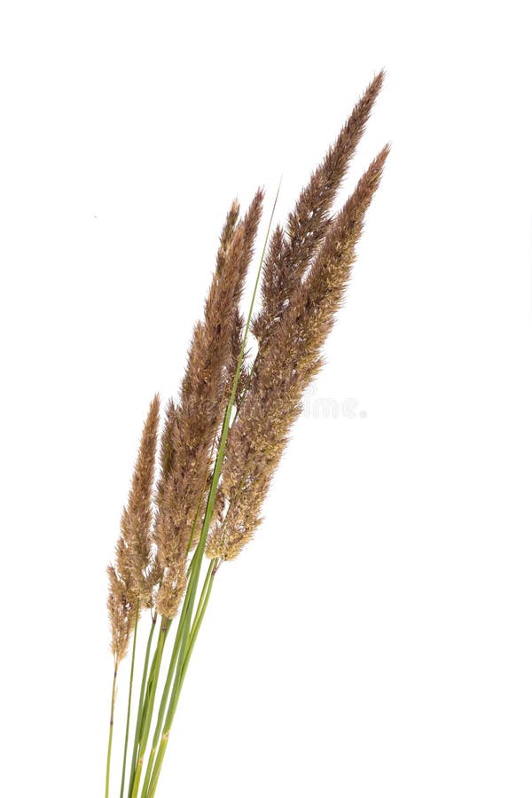 Decorative grass isolated stock image. Image of landscape - 269827811