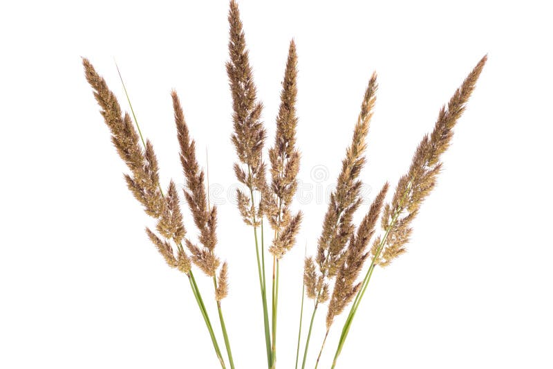 Decorative grass isolated stock photo. Image of floral - 269827814