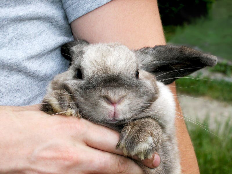 Decorative Rabbit in the Arms of a Boy Stock Image - Image of fluffy ...