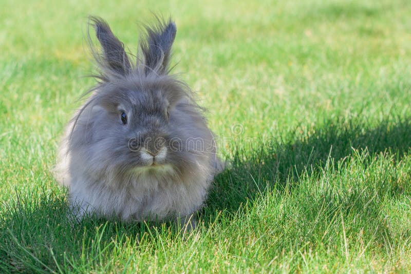 Decorative gray rabbit stock photo. Image of mammal - 111342578