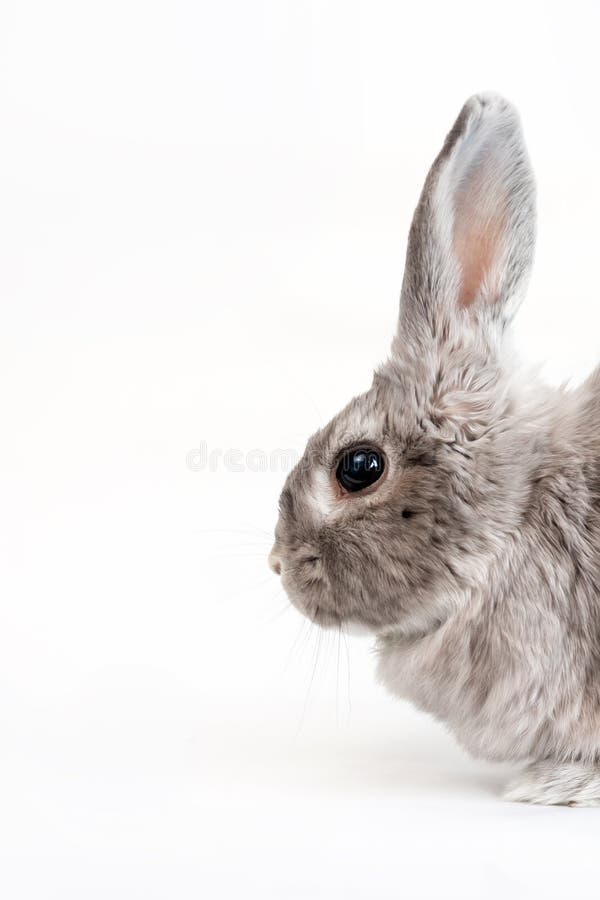 Decorative Gray Rabbit on a White Background. Portrait of the Muzzle on ...