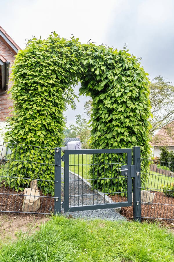 A Decorative Green Arch Made of a Hedge Stock Image - Image of ...