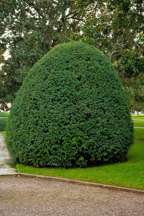 19,016 Topiary Stock Photos - Free & Royalty-Free Stock Photos from ...