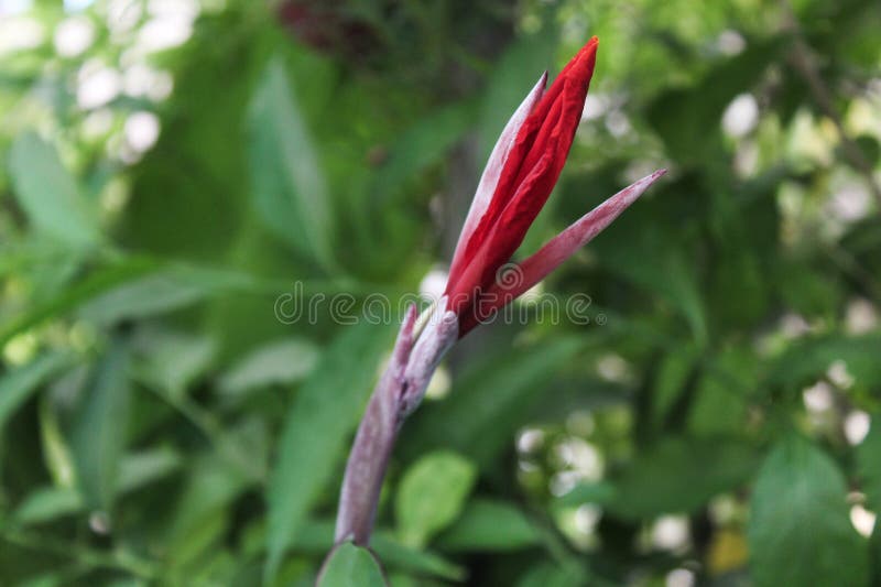 Decorative lily flower bud stock photo. Image of decor - 337641744