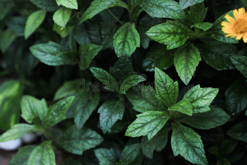 Decorative green plant stock photo. Image of species - 337641868