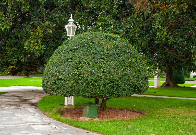 Decorative Green Pruned Foliage Topiary Tree in the Park Stock Photo ...