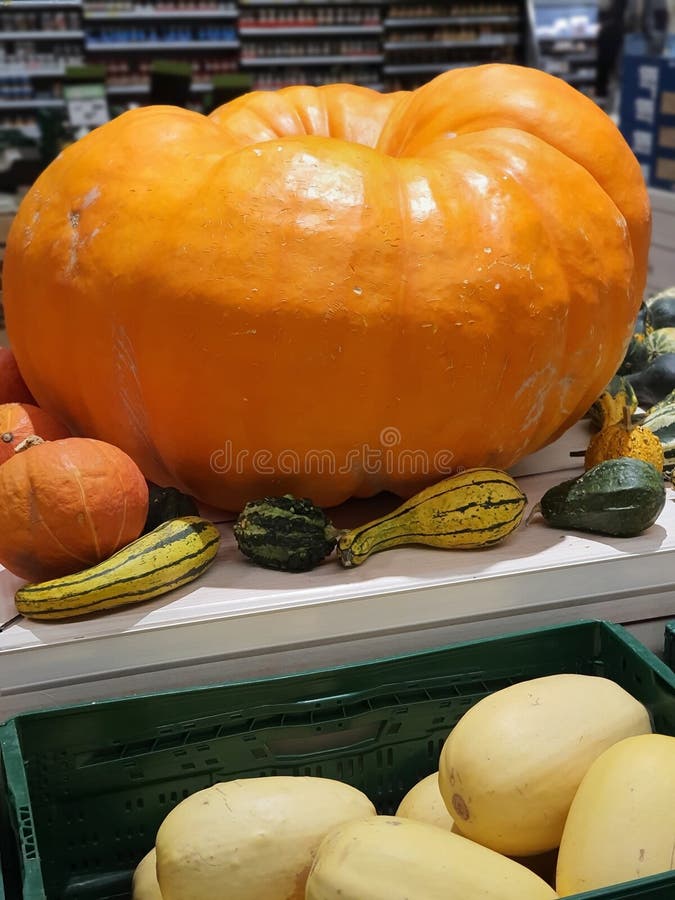 Types Yellow Squash Big Stock Photos - Free & Royalty-Free Stock Photos ...
