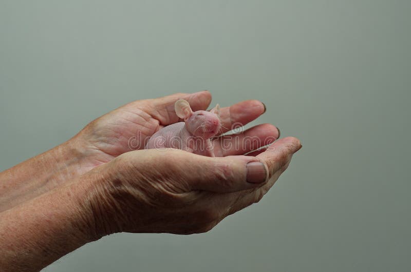 A Small Rat is Held in His Hands Stock Photo - Image of beauty, mammal ...